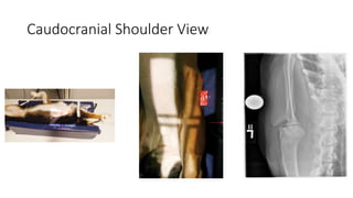 Restraining of Animal During X-ray Examination | PPTX