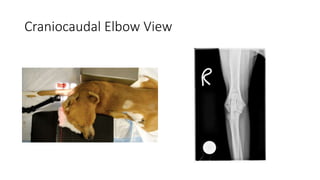 Restraining of Animal During X-ray Examination | PPT