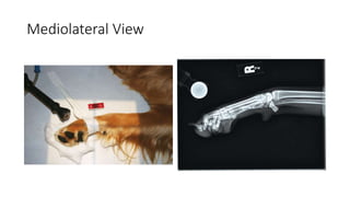 Restraining of Animal During X-ray Examination | PPTX