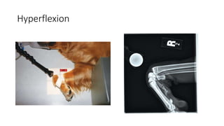 Restraining of Animal During X-ray Examination | PPTX