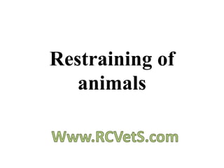 Restraining of Animals | PPTX