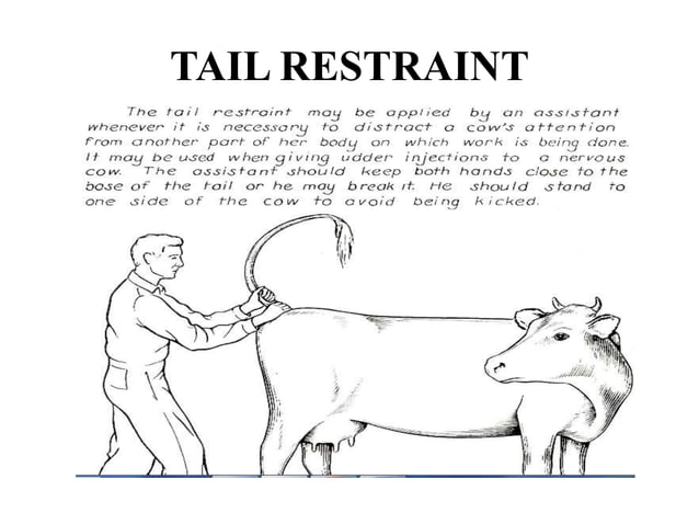 Restraining of Animals | PPTX | First Aid | Injuries