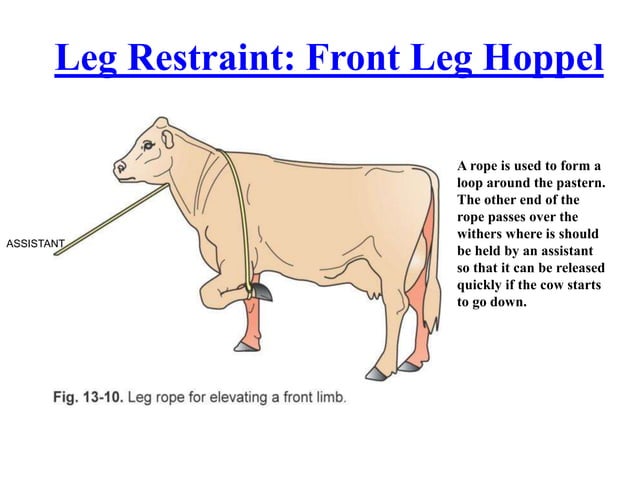 Restraining of Animals | PPTX | First Aid | Injuries