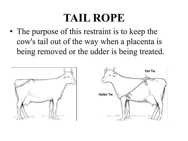 Restraining of Animals | PPTX | First Aid | Injuries