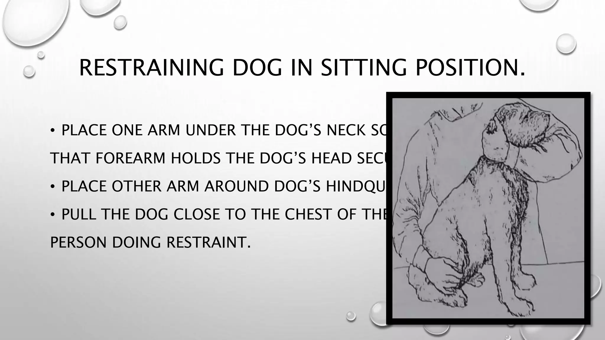 Restraining of Dog | PPTX