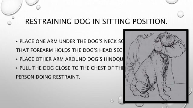 Restraining of Dog | PPTX | First Aid | Injuries