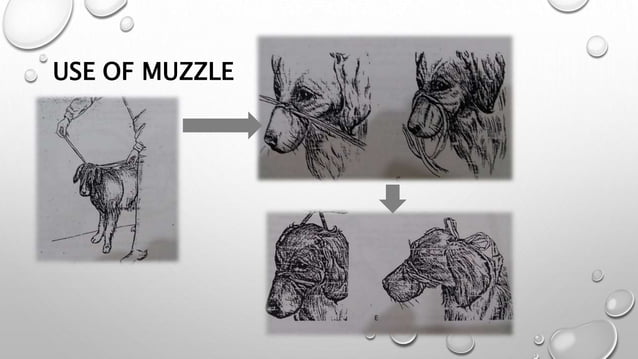 Restraining of Dog | PPTX | First Aid | Injuries