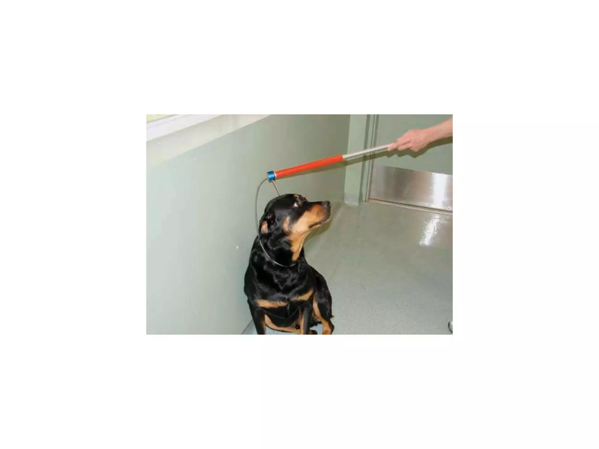 Physical Restraining Methods of dogs and cats | PPTX