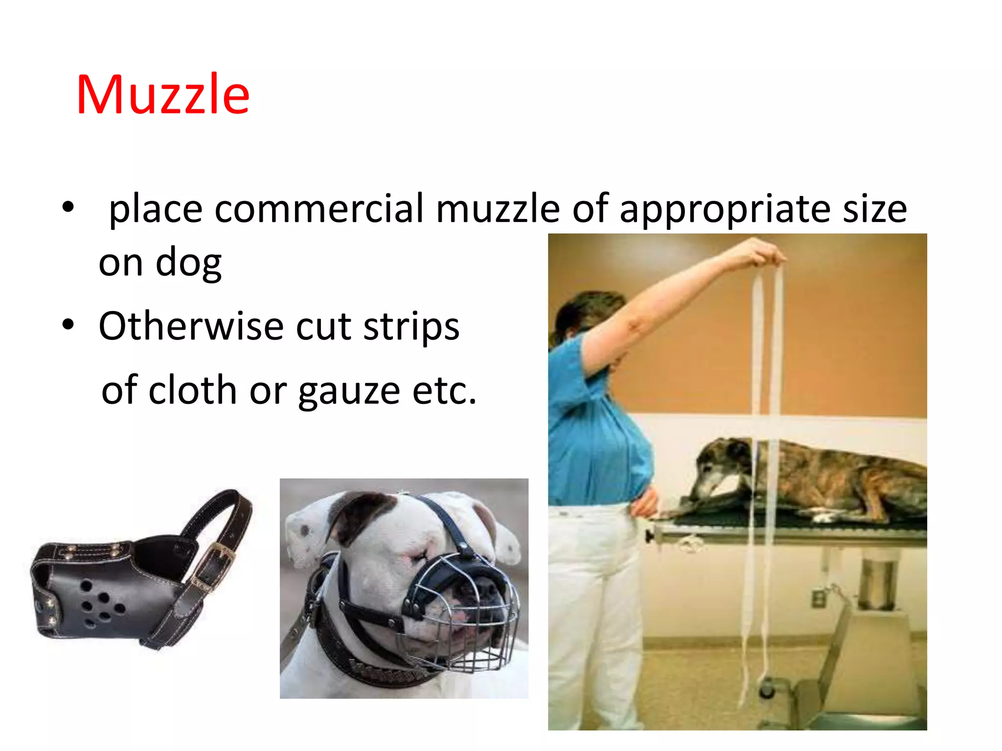 Physical Restraining Methods of dogs and cats | PPTX