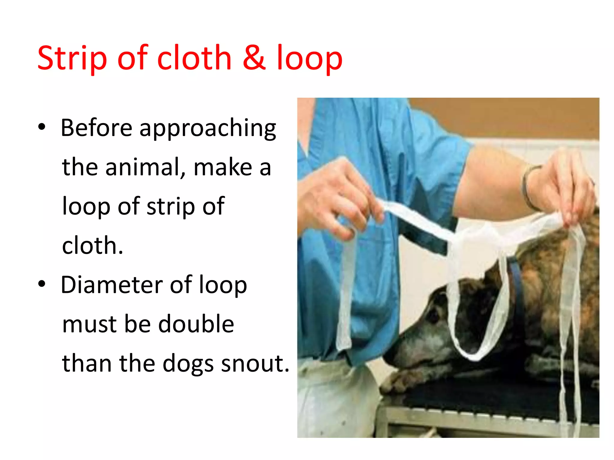 Physical Restraining Methods of dogs and cats | PPTX