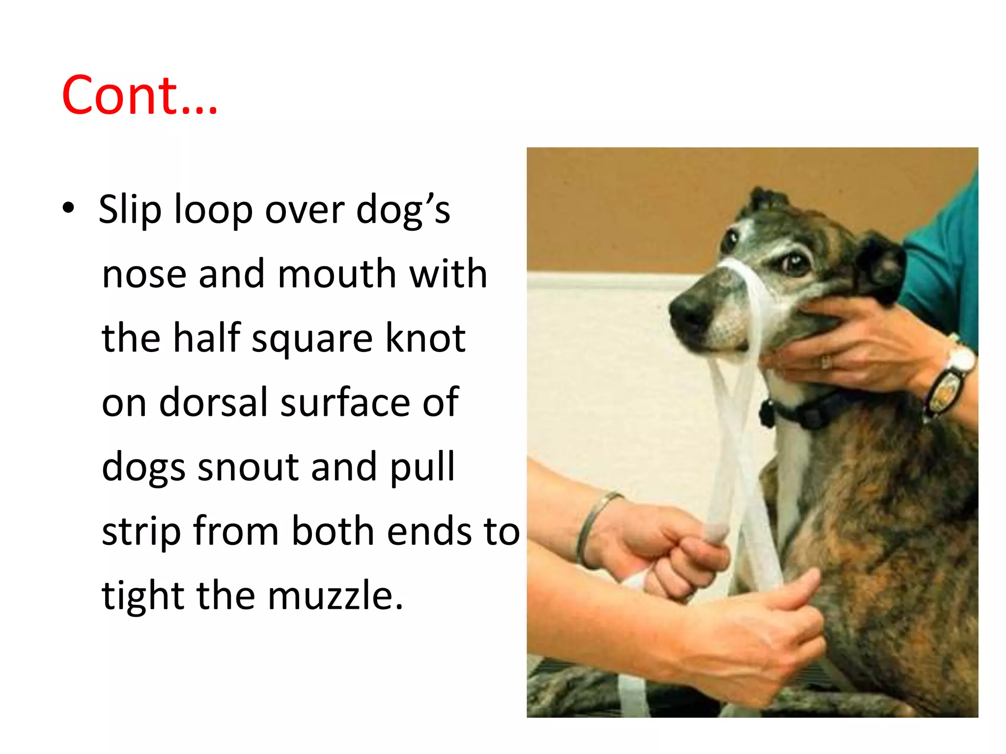 Physical Restraining Methods of dogs and cats | PPTX