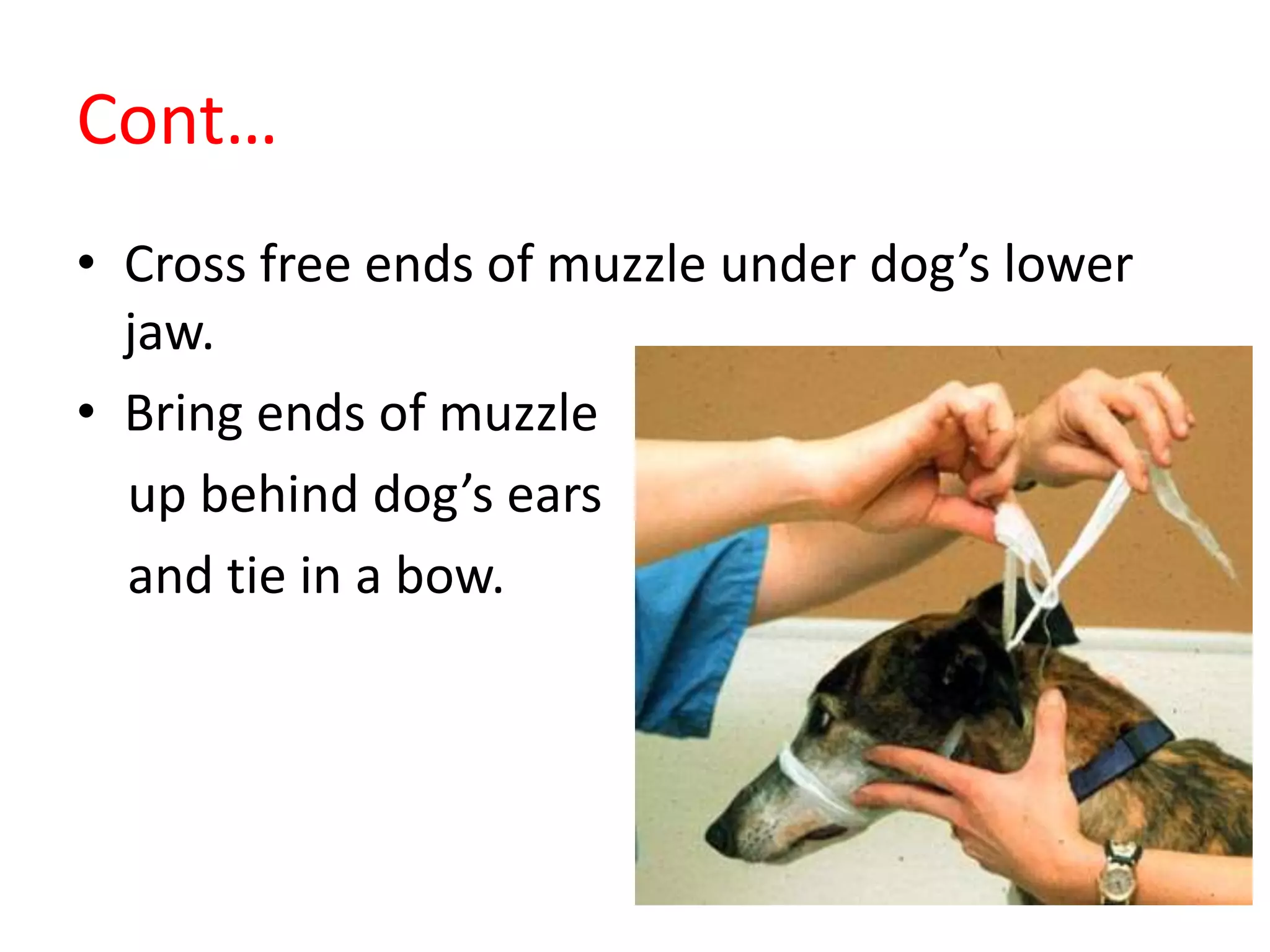 Physical Restraining Methods of dogs and cats | PPTX