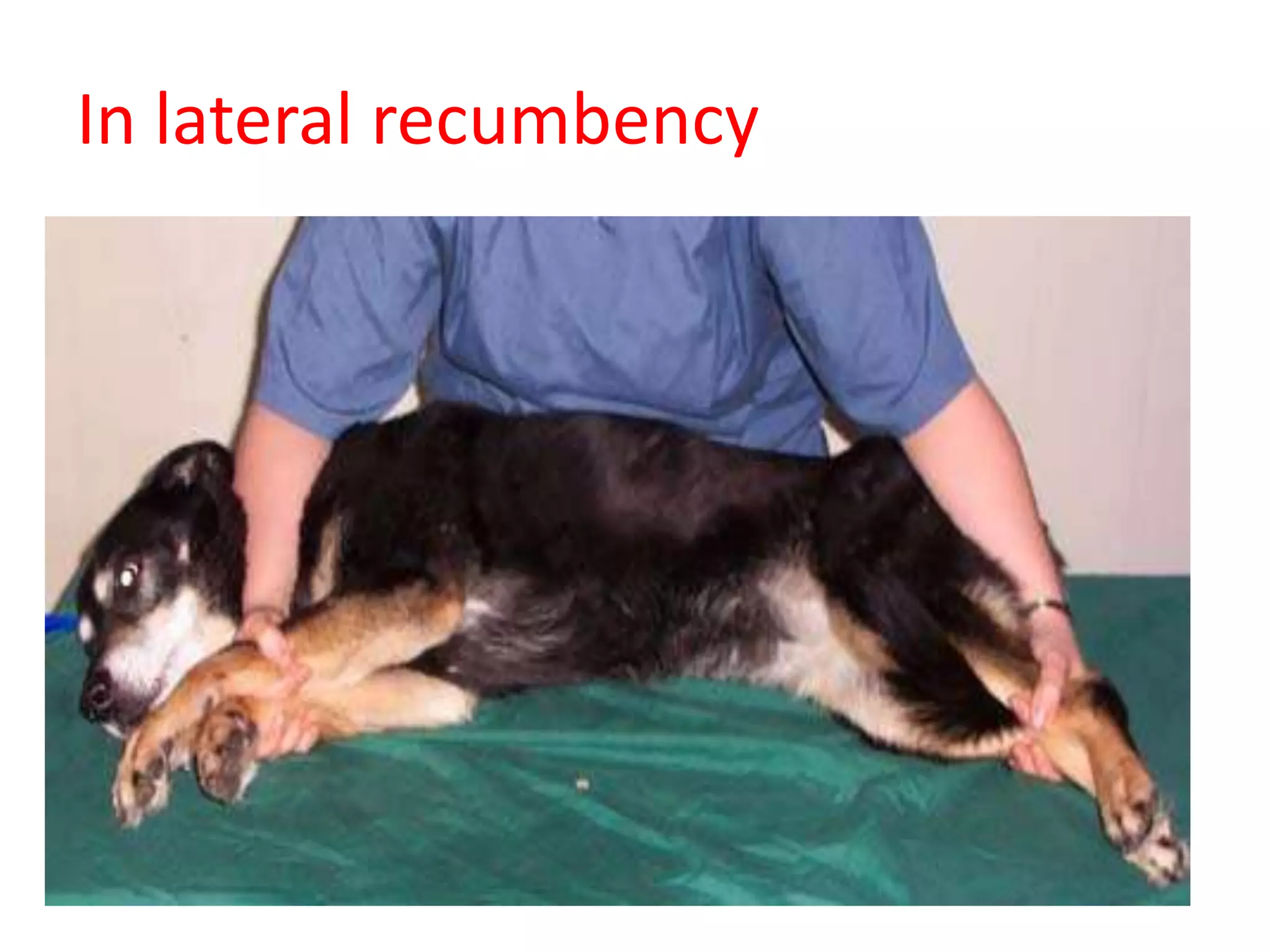 Physical Restraining Methods of dogs and cats | PPTX