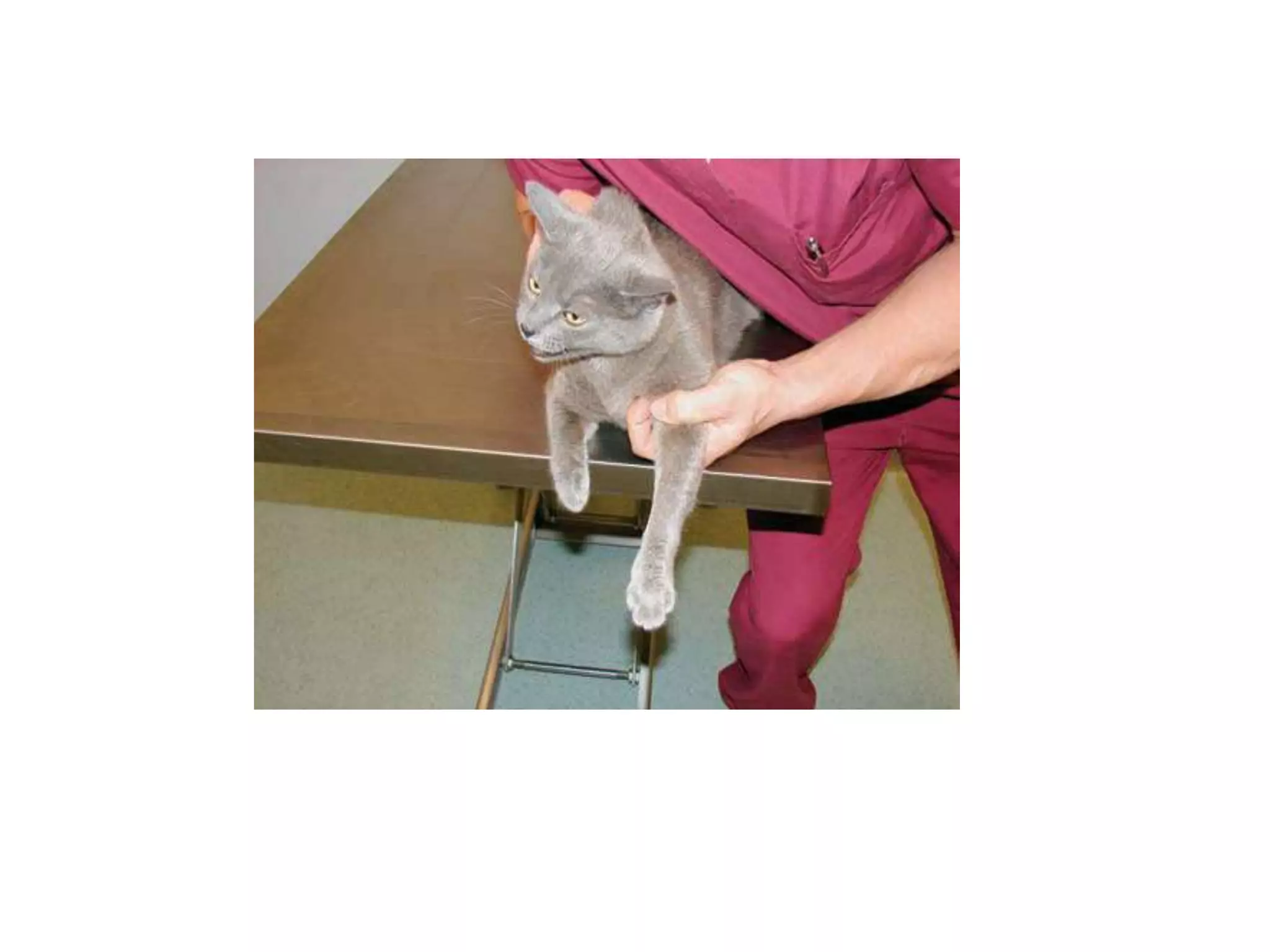 Physical Restraining Methods of dogs and cats | PPTX