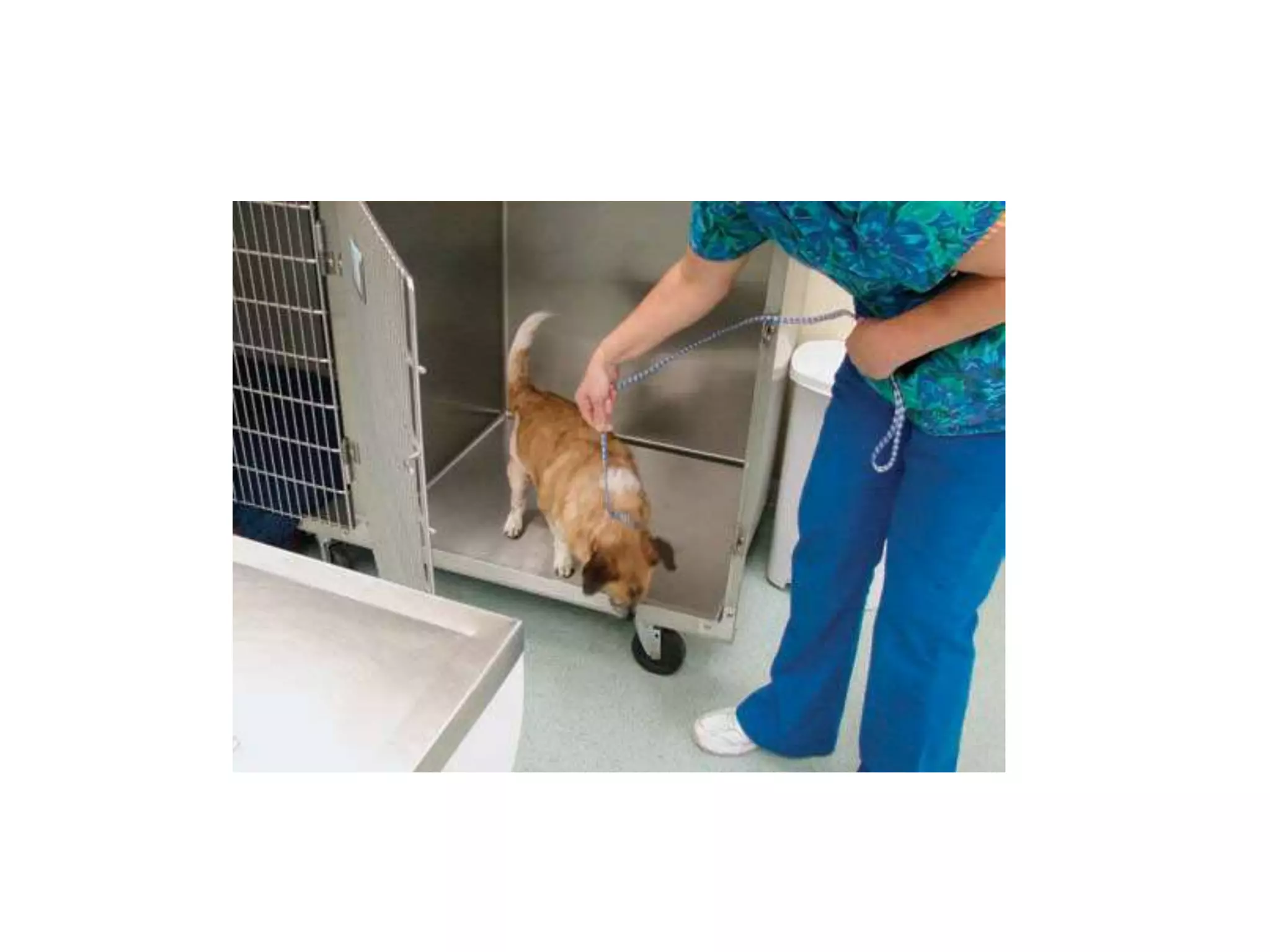 Physical Restraining Methods of dogs and cats | PPTX