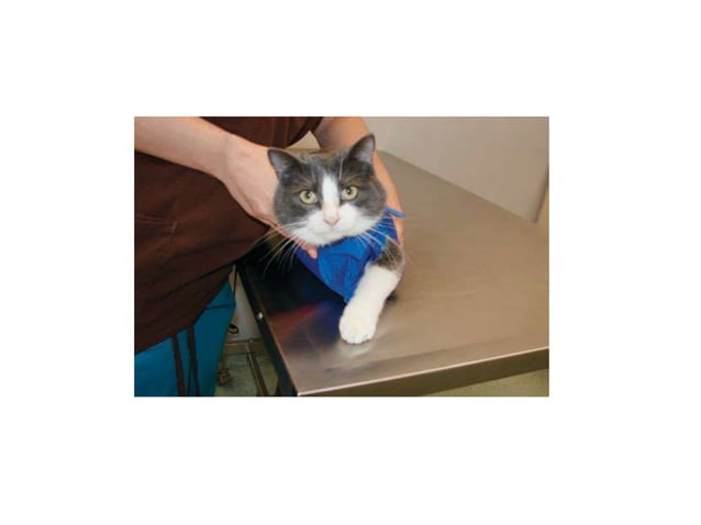 Physical Restraining Methods of dogs and cats | PPTX