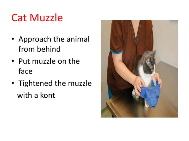 Physical Restraining Methods of dogs and cats | PPTX