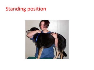 Physical Restraining Methods of dogs and cats | PPTX