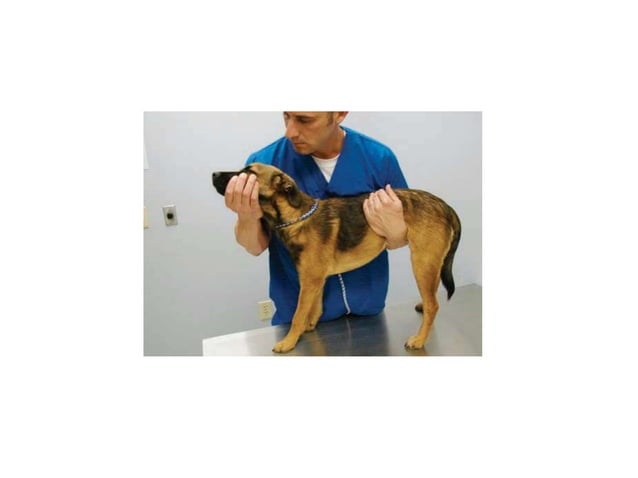 Physical Restraining Methods of dogs and cats | PPTX