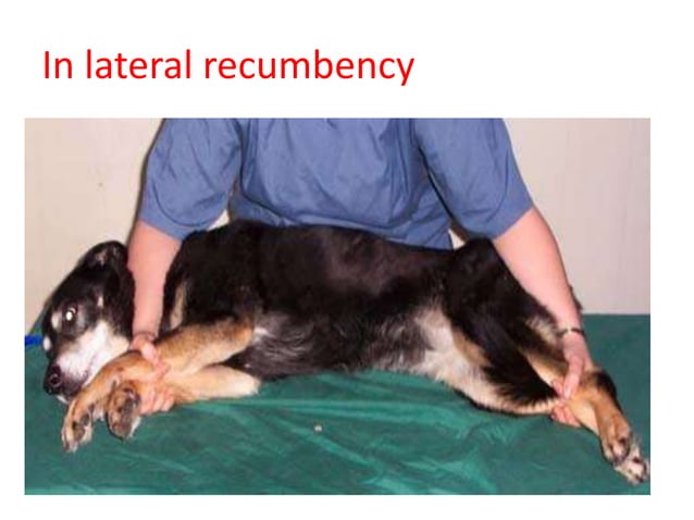 Physical Restraining Methods of dogs and cats | PPTX