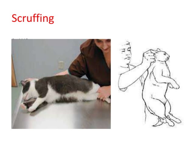 Physical Restraining Methods of dogs and cats | PPTX