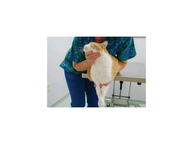 Physical Restraining Methods of dogs and cats | PPTX