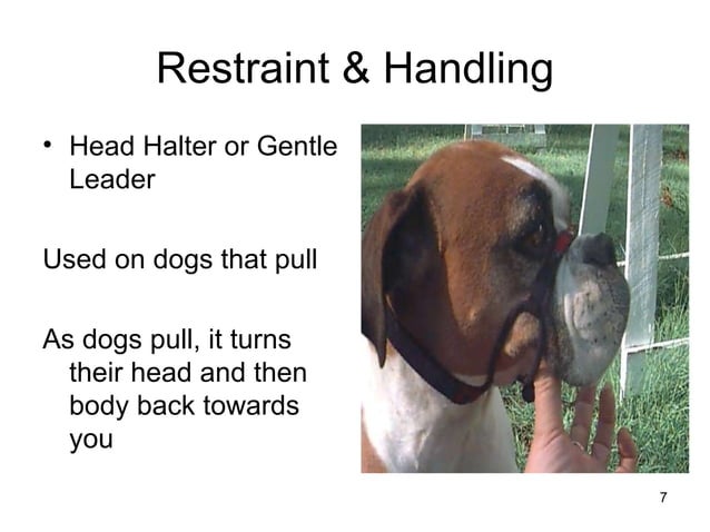 Restraint Handling Dog Collars | PPT