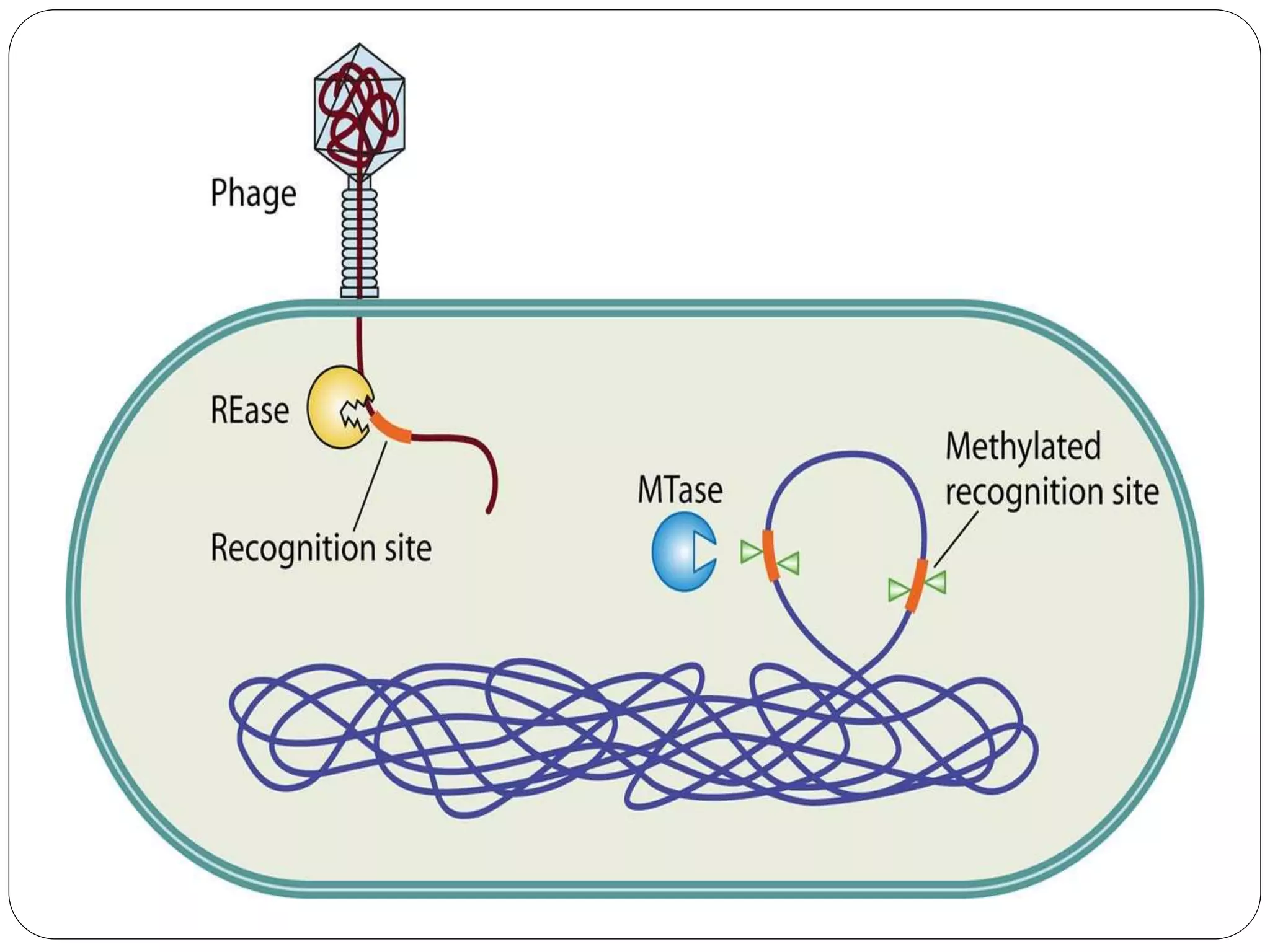 Restriction Modification Enzymes | PPTX