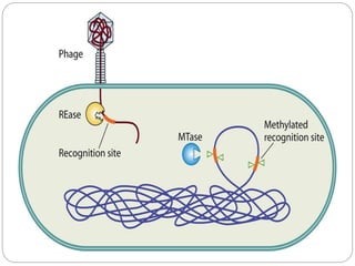 Restriction Modification Enzymes | PPTX