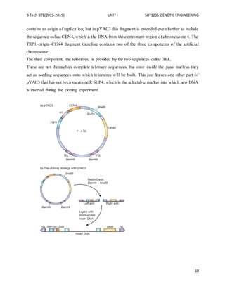 restriction and modifying enzymes.pdf