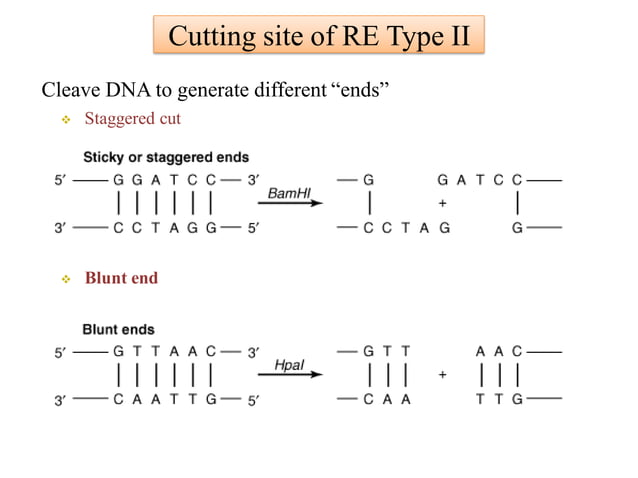 Restriction Digestion | PDF