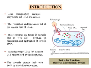 Restriction Enzymes Digestion