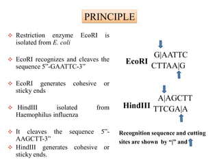 Restriction Enzymes Digestion