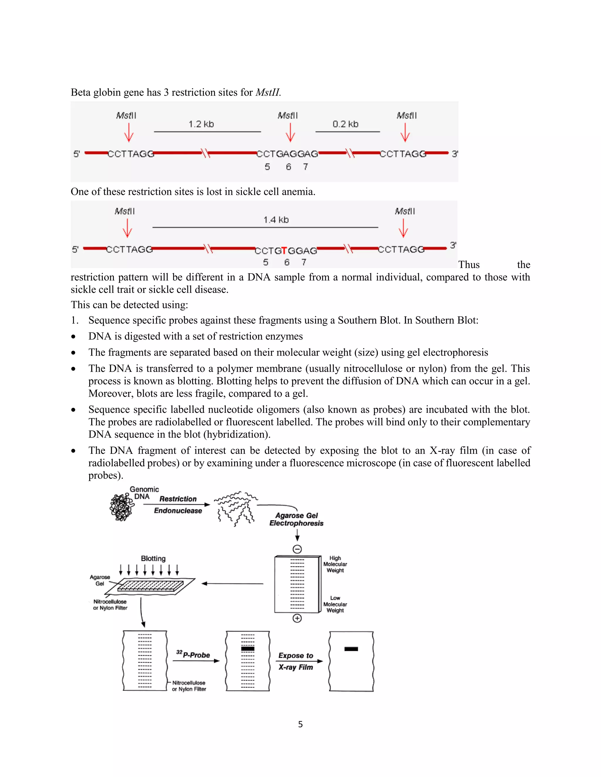 Restriction Digestion and its Applications | PDF