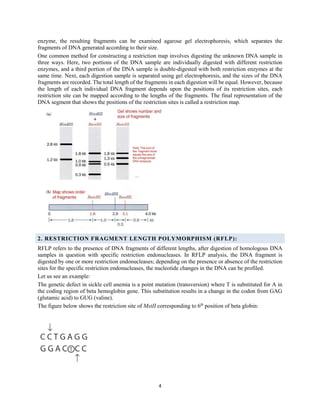 Restriction Digestion and its Applications | PDF