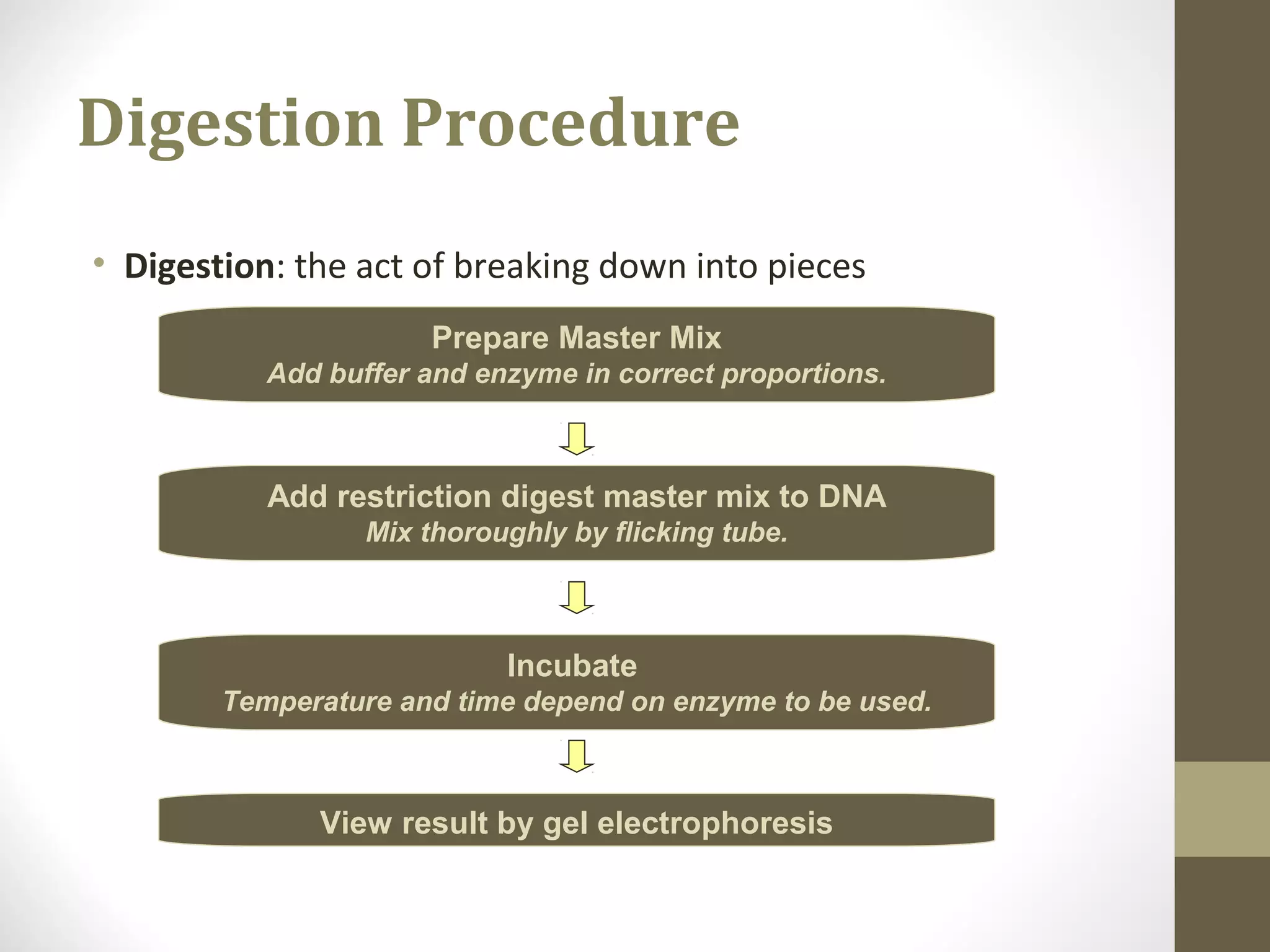 Restriction digestion | PPT