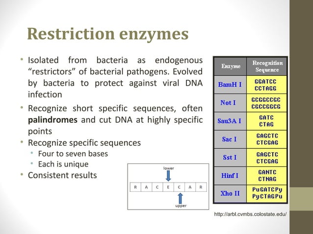Restriction digestion | PPT | Chemistry | Science