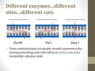 Restriction digestion | PPT