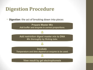 Restriction digestion | PPT