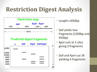 Restriction digestion | PPT
