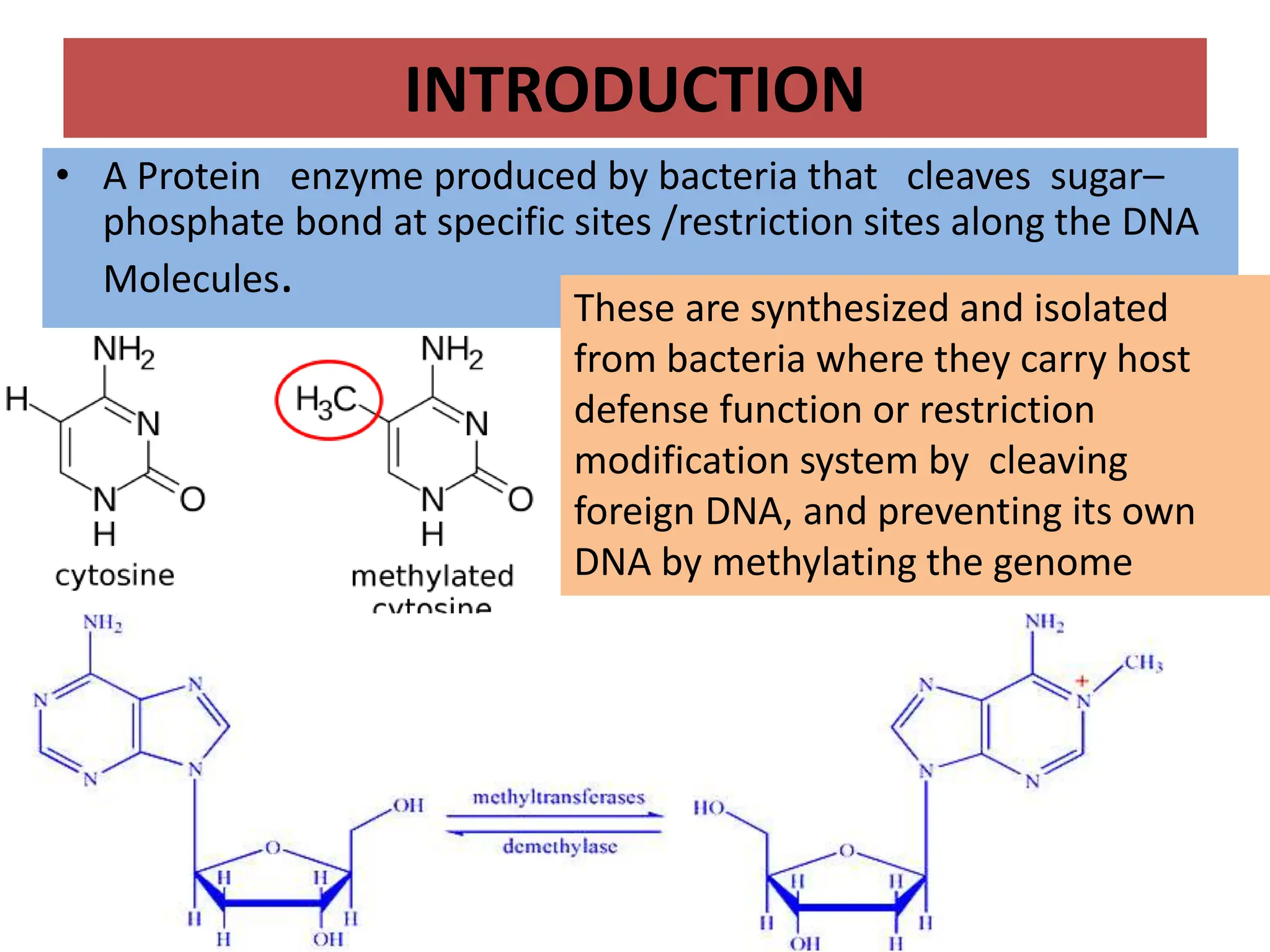restriction endonuclease. an enzyme for getting fragment of DNA for ...