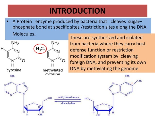 restriction endonuclease. an enzyme for getting fragment of DNA for ...