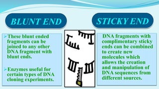 Restriction endonucleases | PPTX