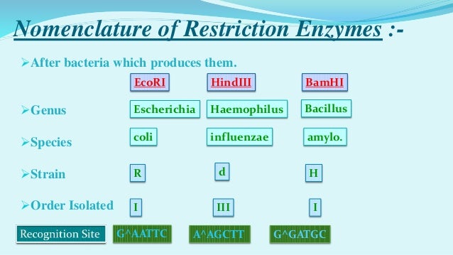 Restriction endonucleases