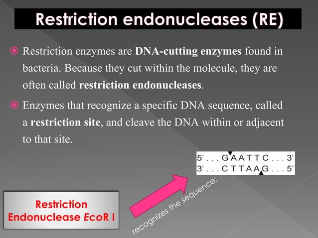 Restriction endonucleases | PDF