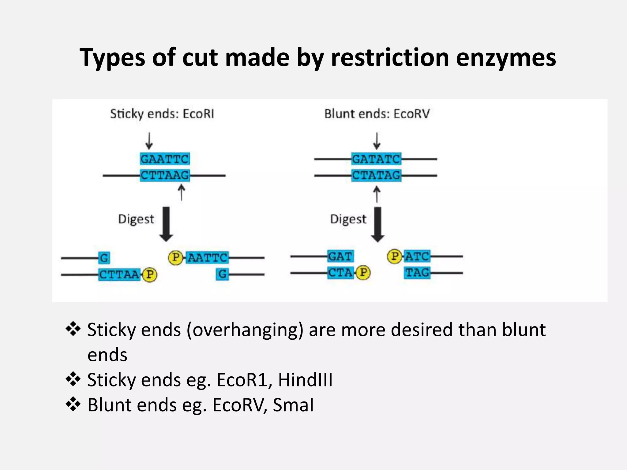 Restriction endonucleases.pptx