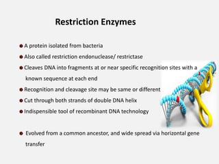 Restriction endonucleases.pptx