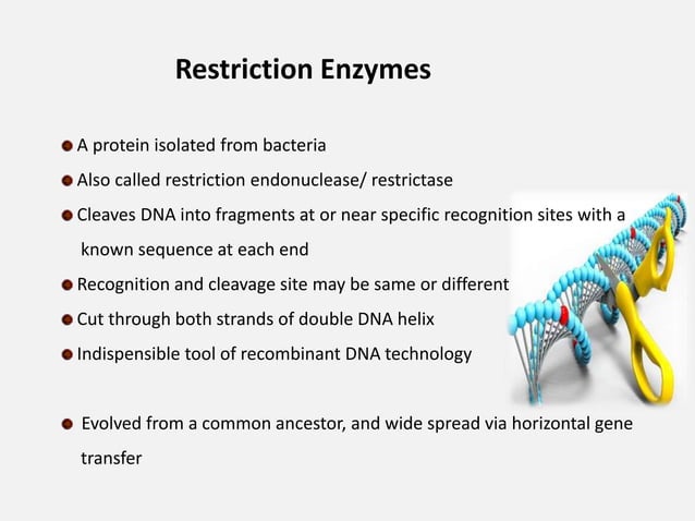 Restriction endonucleases.pptx