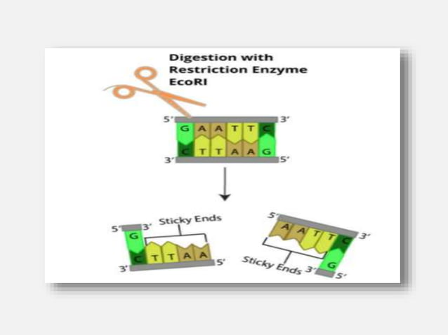 Restriction endonucleases.pptx