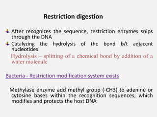 Restriction endonucleases.pptx